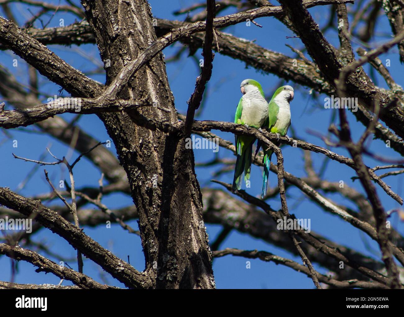 Argentine parrots hi-res stock photography and images - Alamy