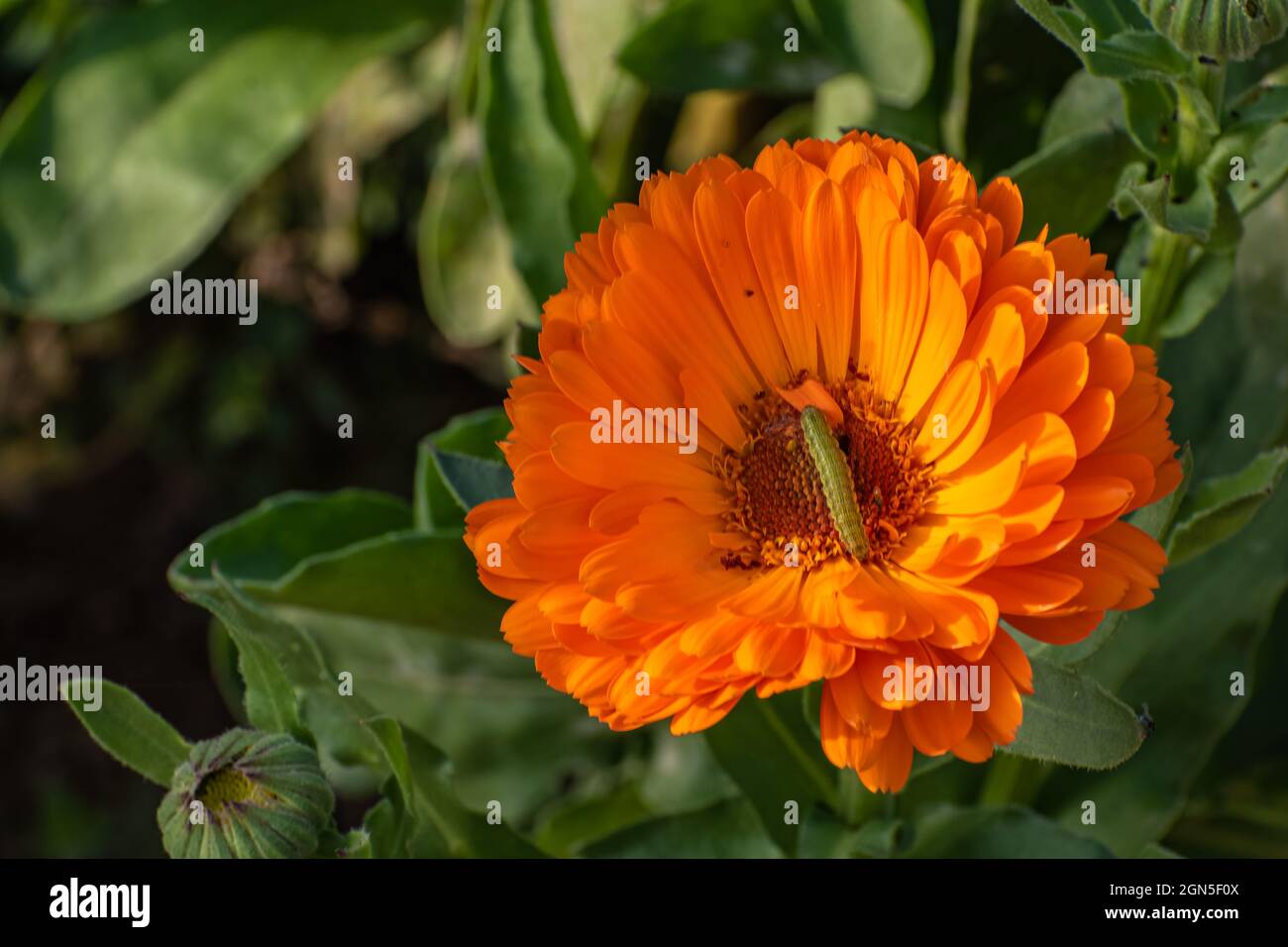 Marigold (calendula flower) on a green natural summer background with a ...