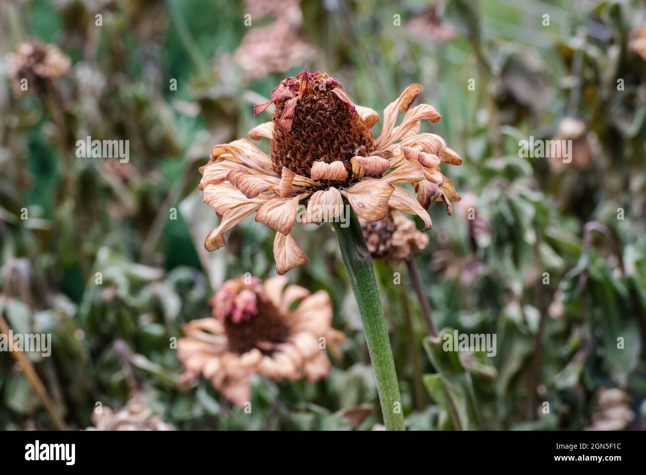 Frostbitten plants hi-res stock photography and images - Alamy
