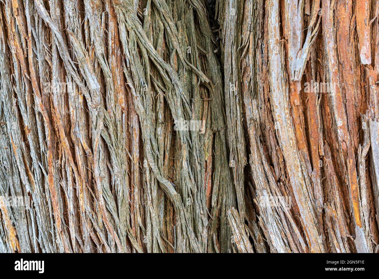 Wallpaper for the texture of the bark of a vertical thread tree Stock ...