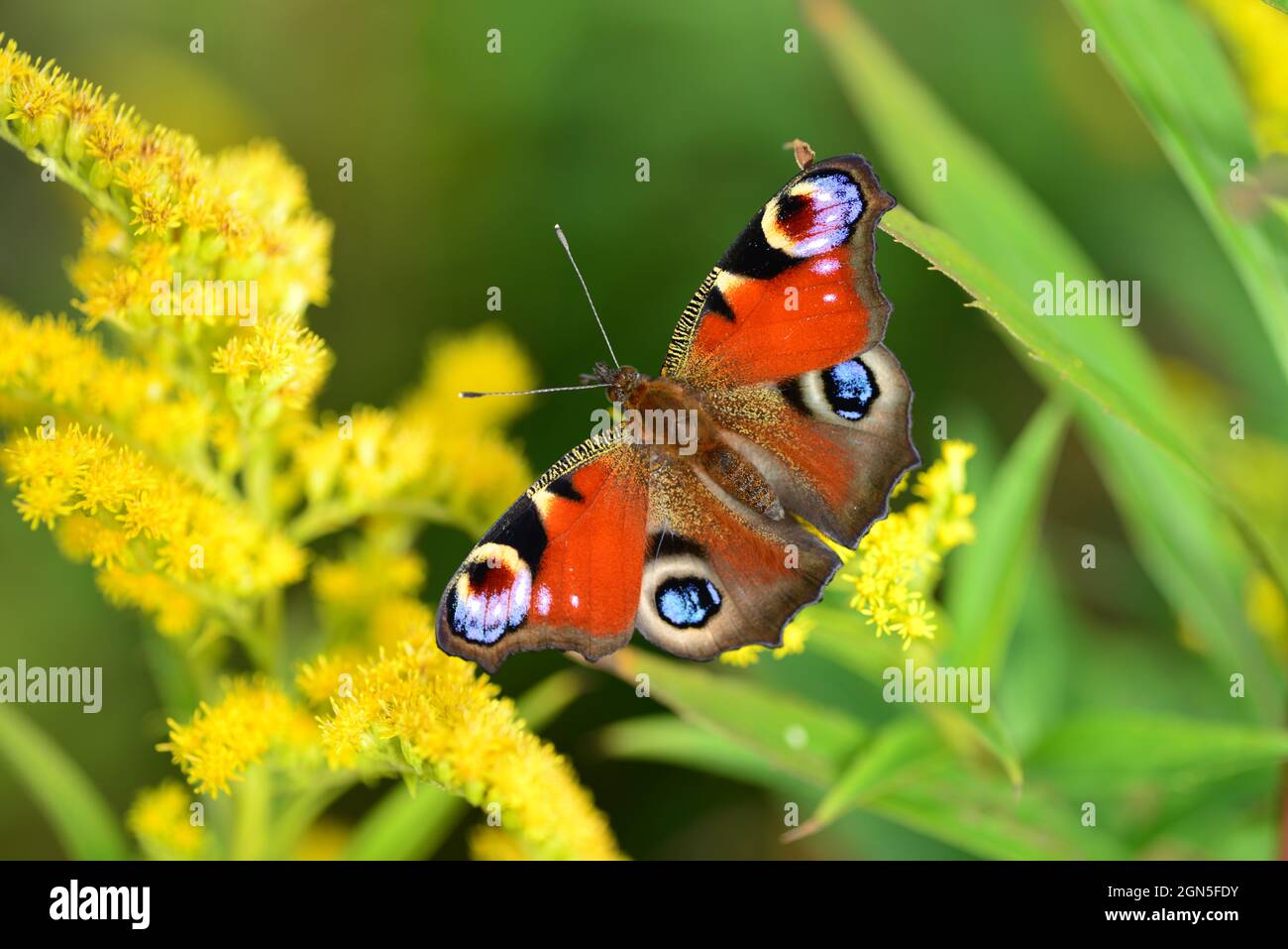 U k beauty spots hi-res stock photography and images - Alamy