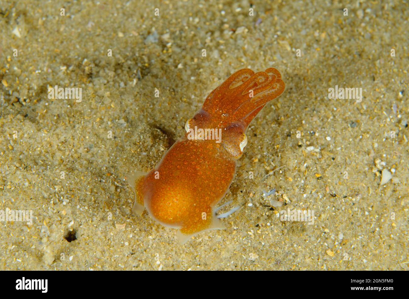 [Sepiadarium austrinum] [Southern Bottletail Squid] [bottletail squid ...