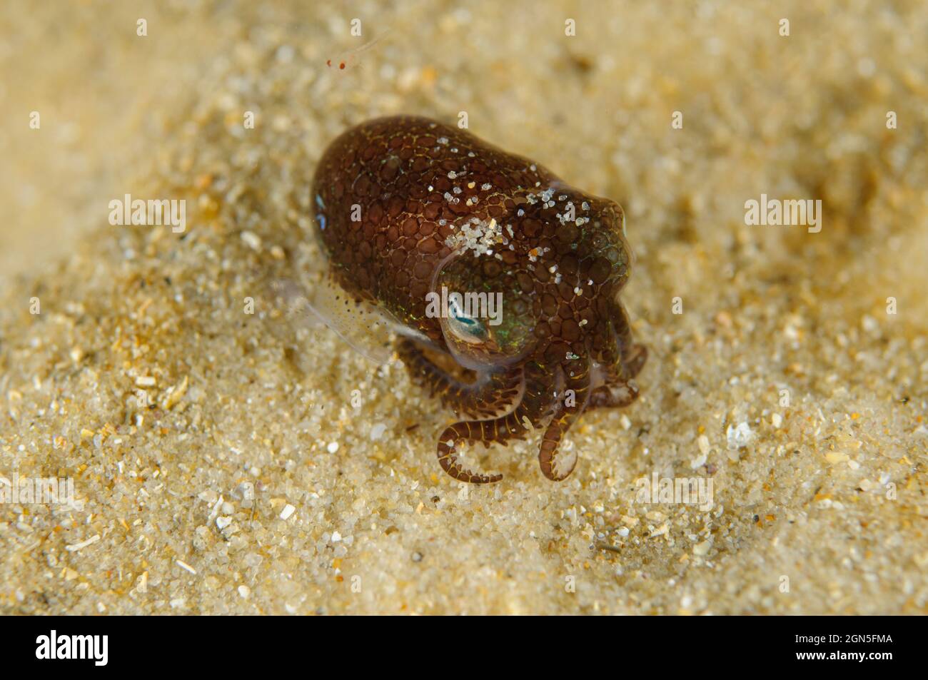 Southern Dumpling Squid, Euprymna tasmanica, at Watsons Bay, New South ...