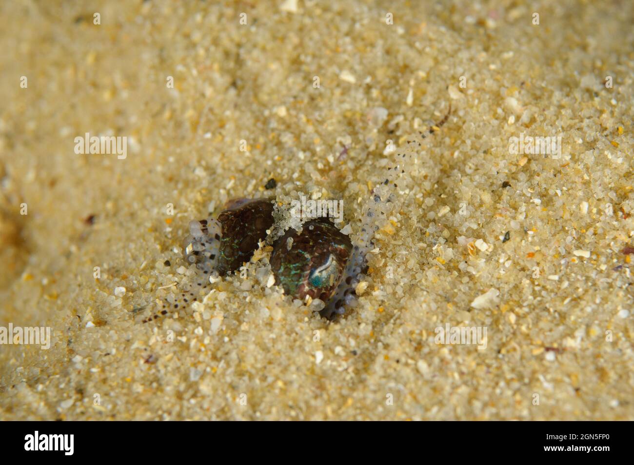 Southern Dumpling Squid, Euprymna tasmanica, at Watsons Bay, New South ...