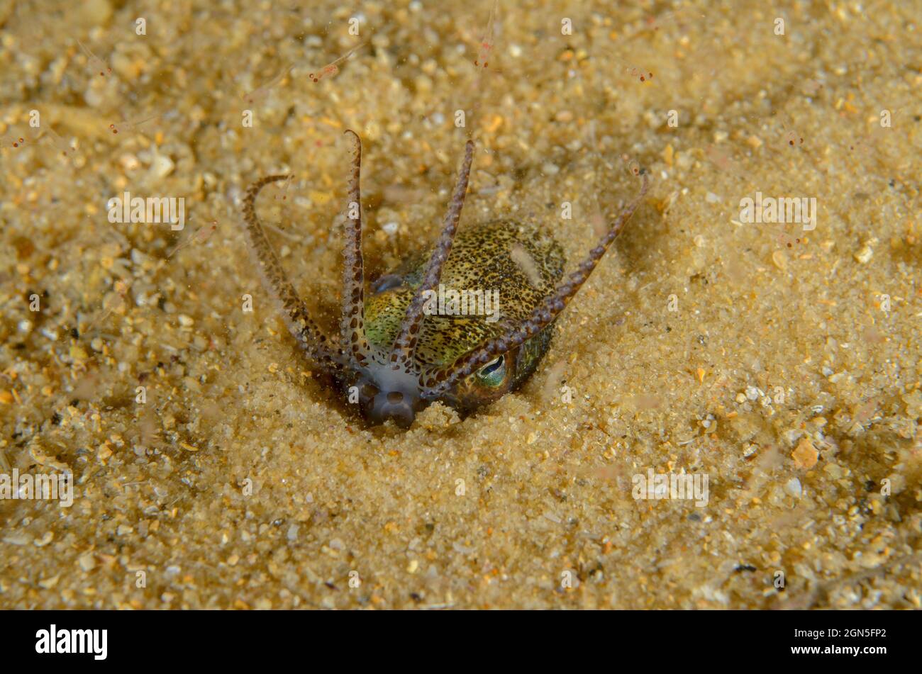 Southern Dumpling Squid, Euprymna tasmanica, at Watsons Bay, New South ...