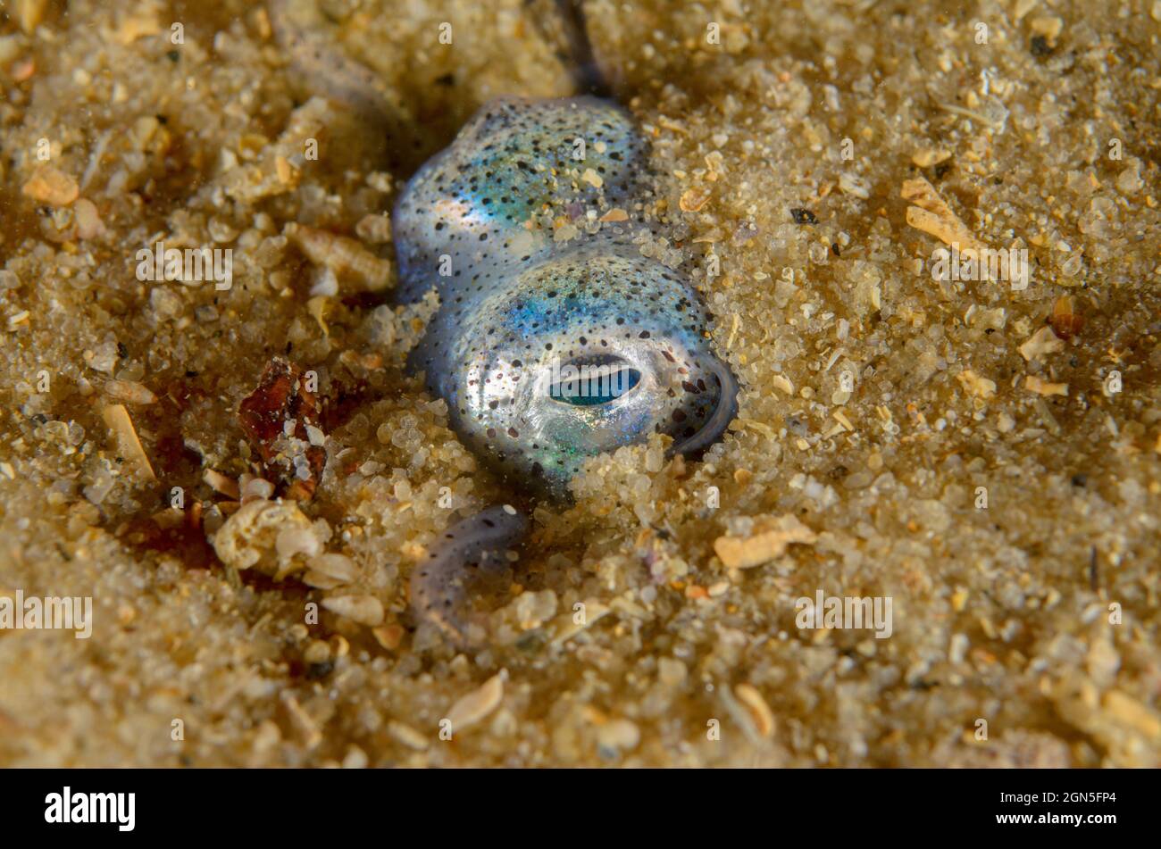 Southern Dumpling Squid, Euprymna tasmanica, at Watsons Bay, New South ...