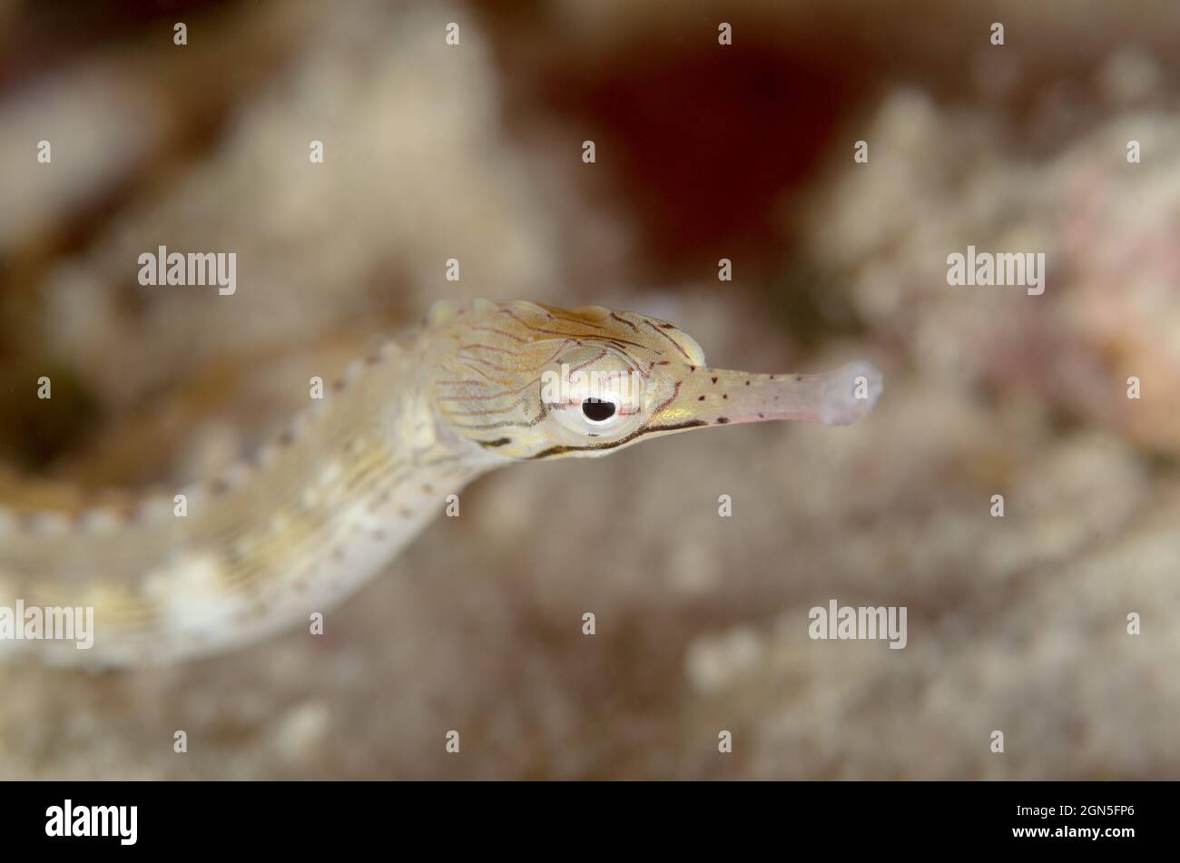 Reef pipefish hi-res stock photography and images - Alamy