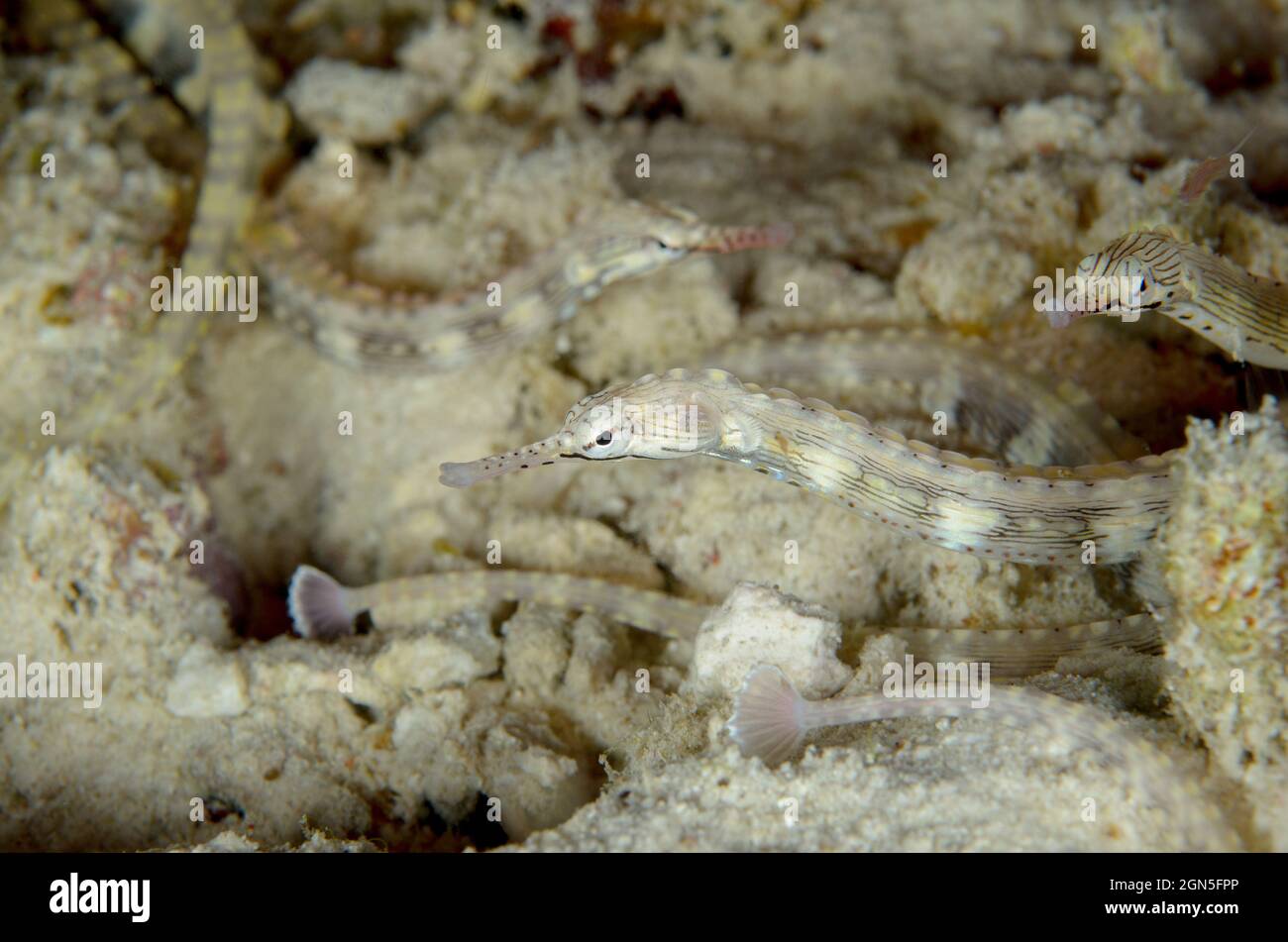 Reeftop pipefish hi-res stock photography and images - Alamy