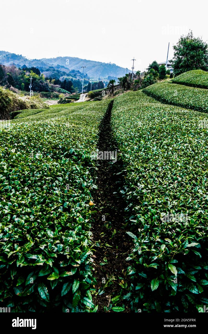 Tea leaves gathered at a plantation in Shizuoka Prefecture, Japan. The ...