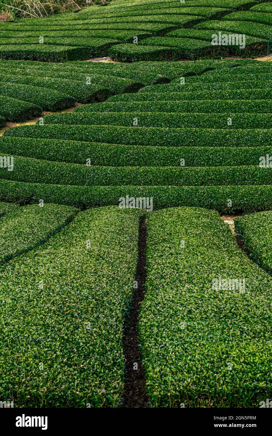 Uji japan tea hi-res stock photography and images - Alamy