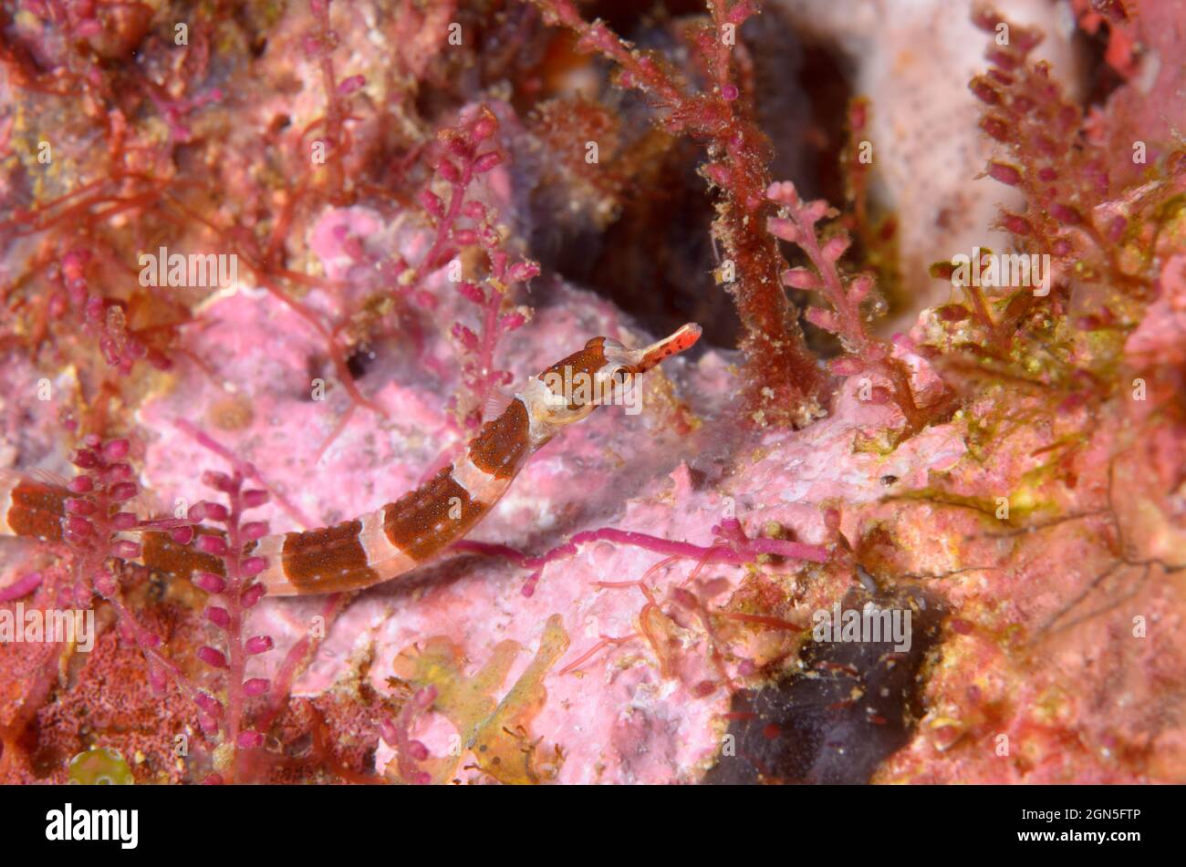 Pipefish, Corythoichthys sp., at Mansuar Island, Indonesia Depth: 13.4m ...