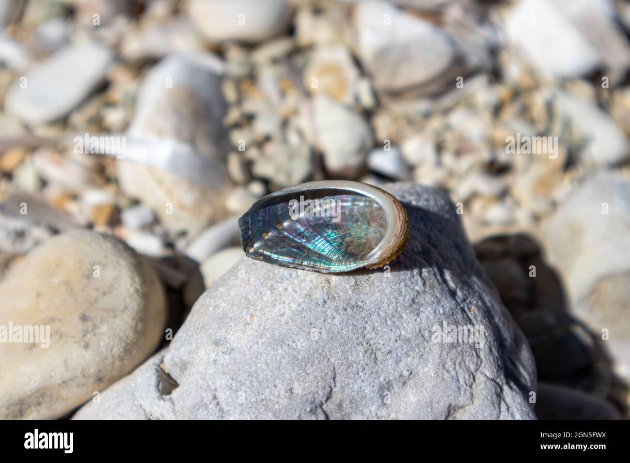 Shining nacre beautiful shell close-up on white pebble stone beach on ...