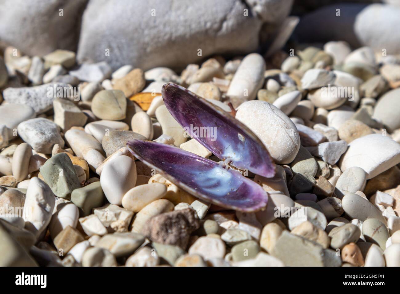 Shining nacre purple opened mussel shell close-up on white pebble stone ...