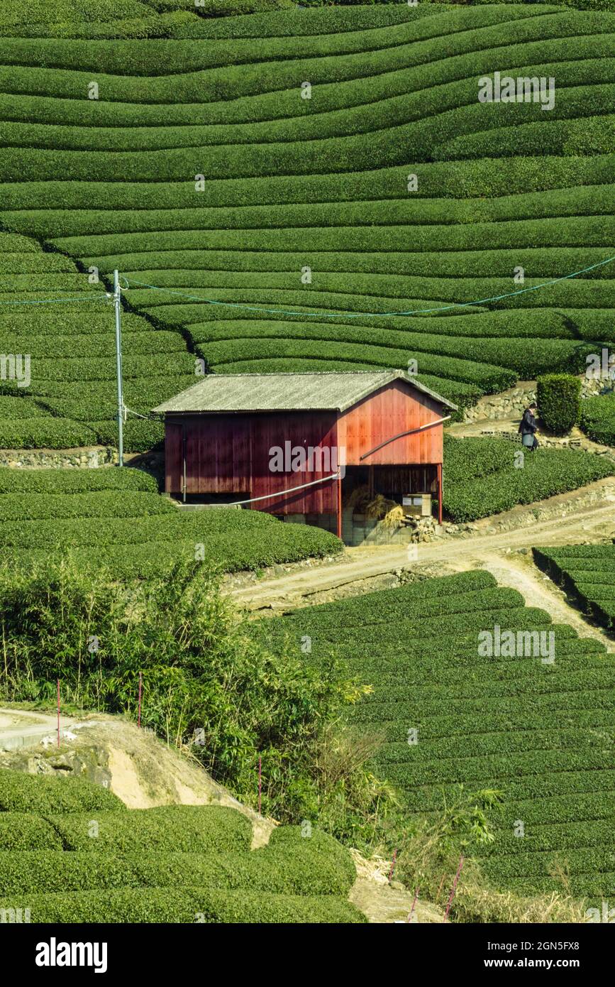Uji tea fields hi-res stock photography and images - Alamy