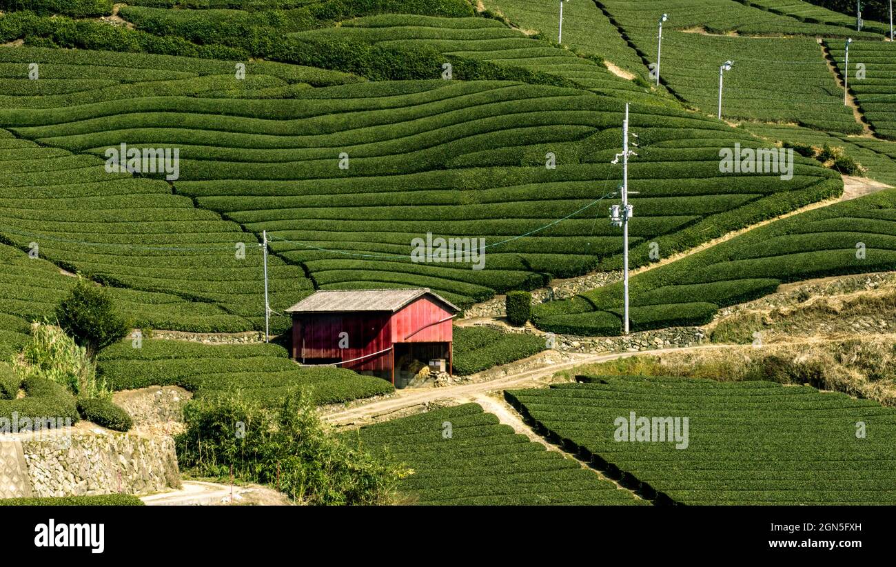 Uji tea fields hi-res stock photography and images - Alamy
