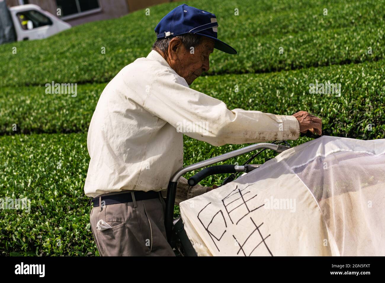 Farmer working at a tea plantation in n Shizuoka Prefecture, Japan ...