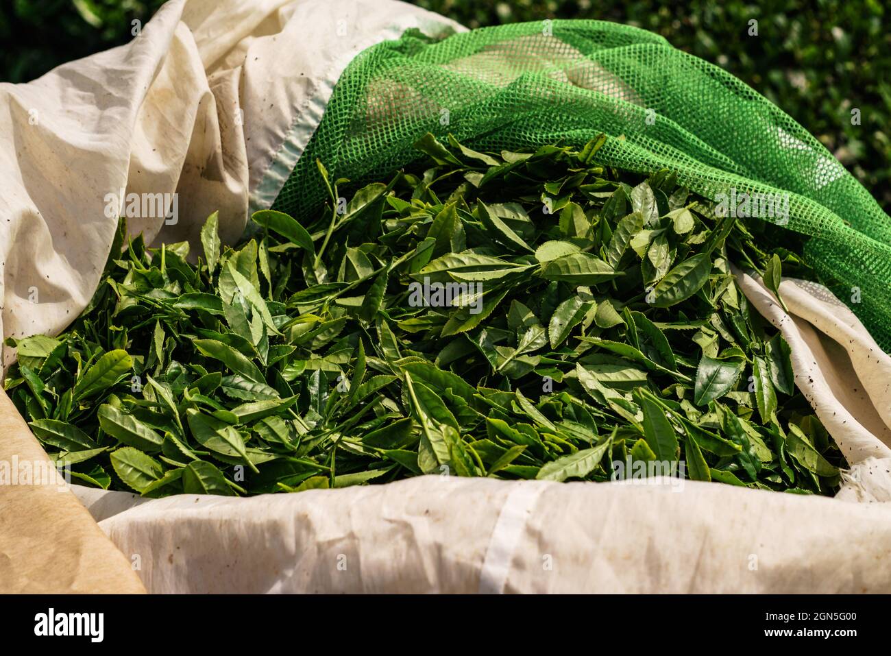 Tea leaves gathered at a plantation in Shizuoka Prefecture, Japan. The ...
