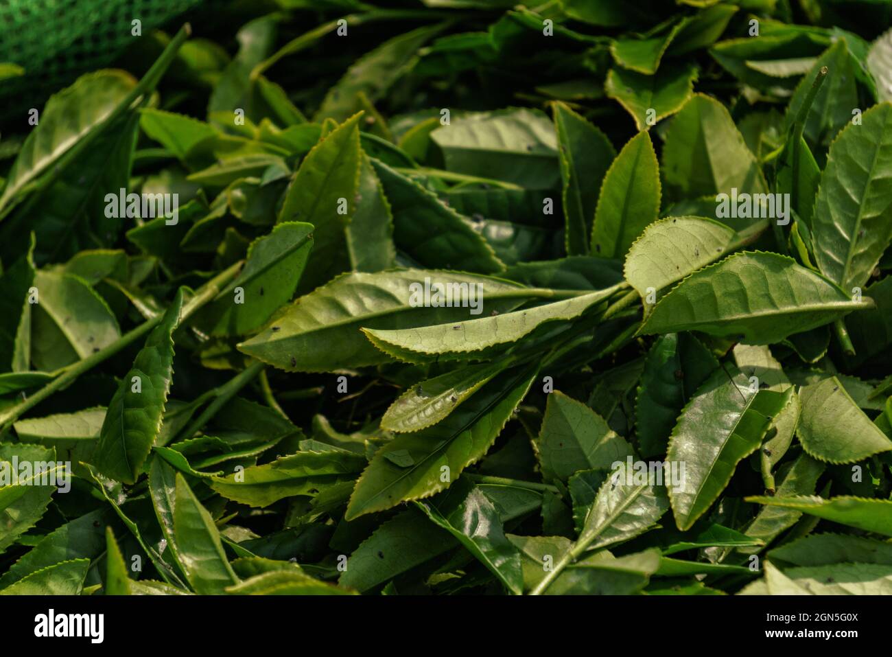 Tea leaves gathered at a plantation in Shizuoka Prefecture, Japan. The ...