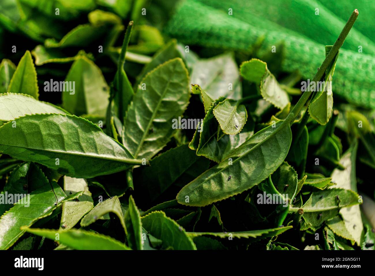 Tea leaves gathered at a plantation in Shizuoka Prefecture, Japan. The ...