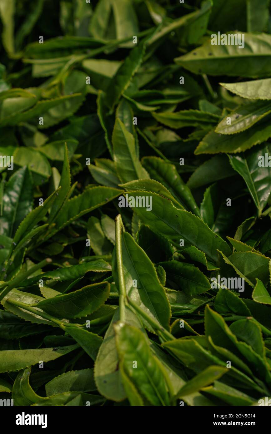 Tea leaves gathered at a plantation in Shizuoka Prefecture, Japan. The ...