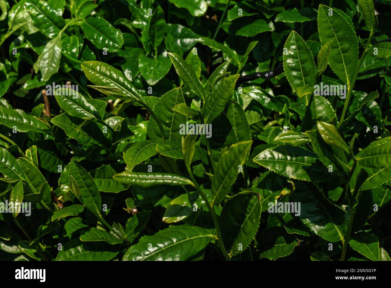 Tea leaves gathered at a plantation in Shizuoka Prefecture, Japan. The ...