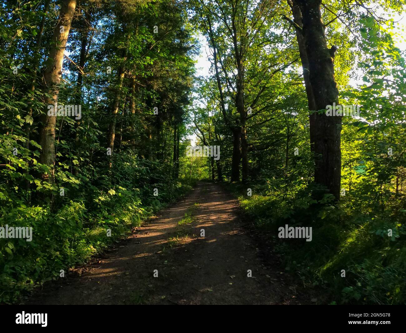 Beautiful green forest with thick trees Stock Photo - Alamy