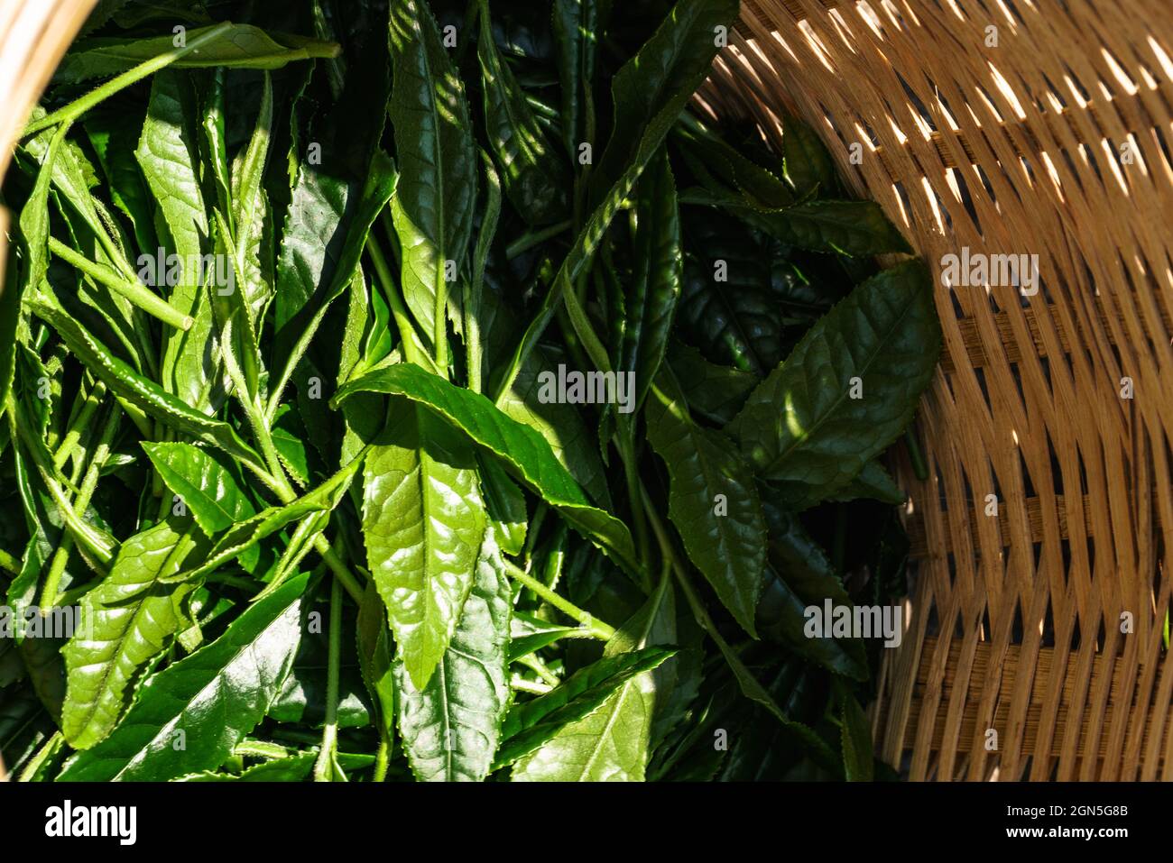 Tea leaves gathered at a plantation in Shizuoka Prefecture, Japan. The ...