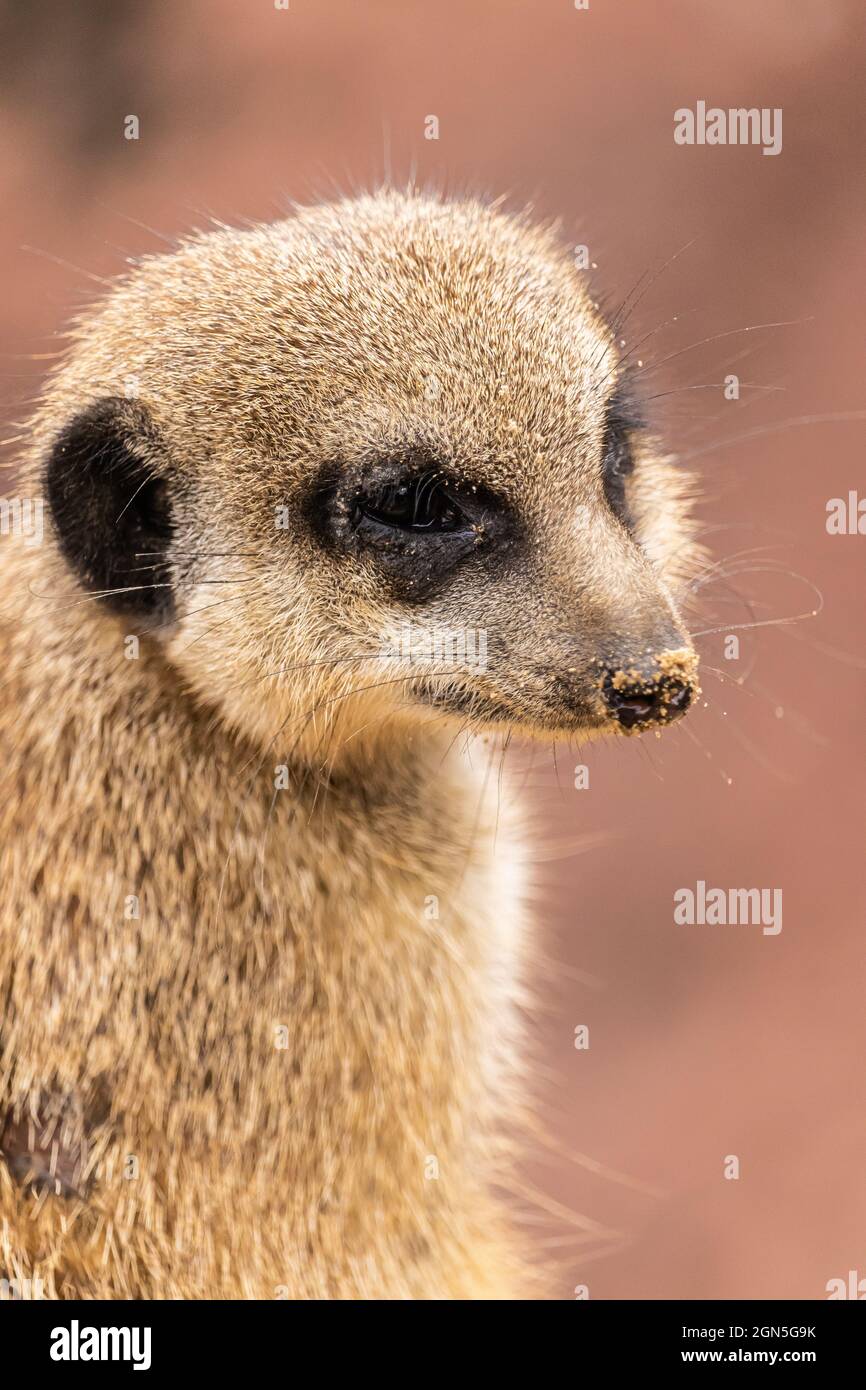 Vertical closeup shot of a meerkat head Stock Photo - Alamy