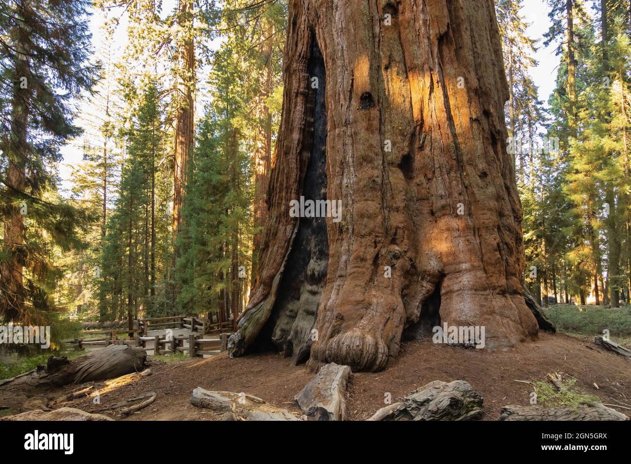 Burnt trees sequoia national park hi-res stock photography and images ...