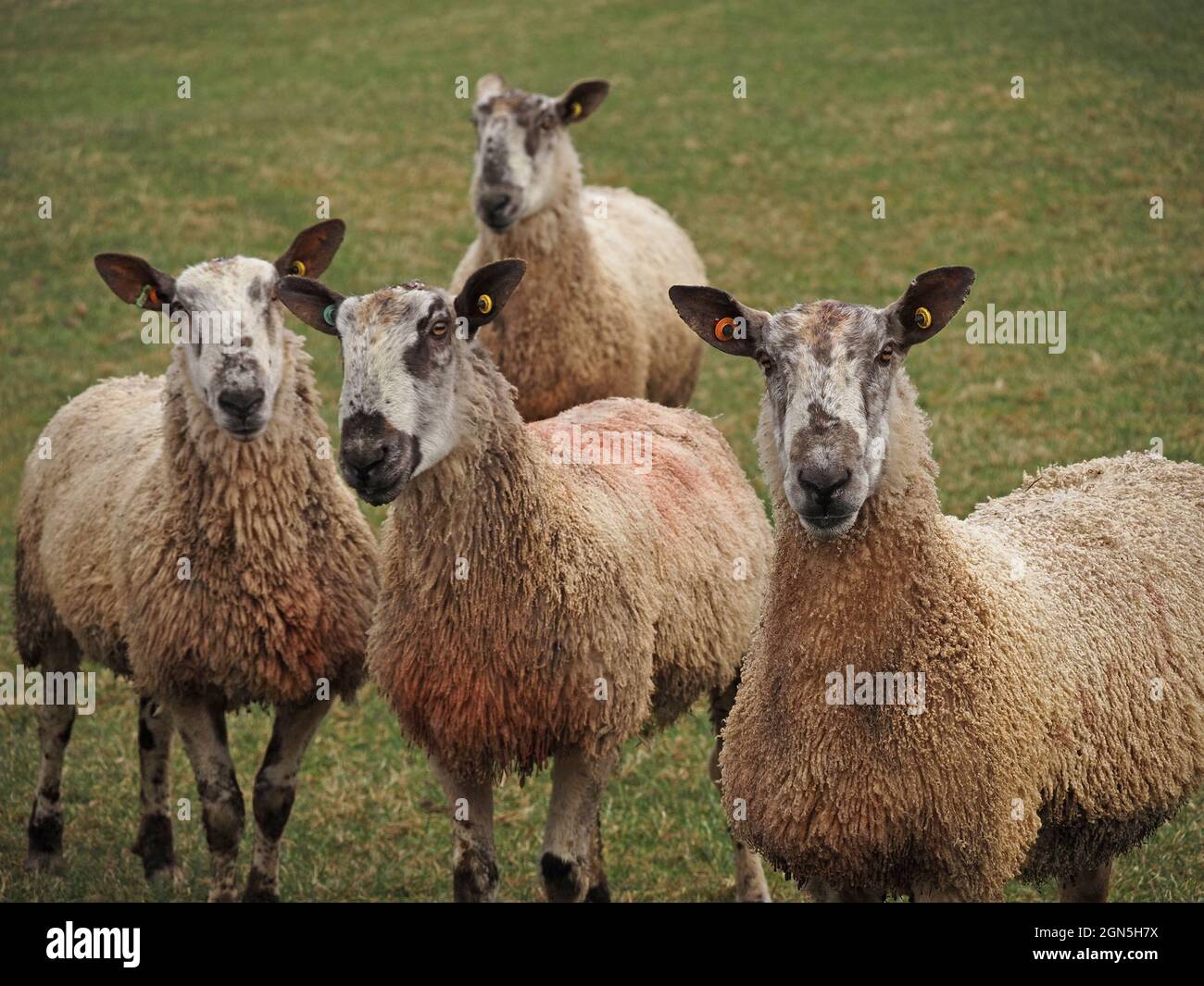 four curious tups or ram sheep crowding round camera in expectation of ...