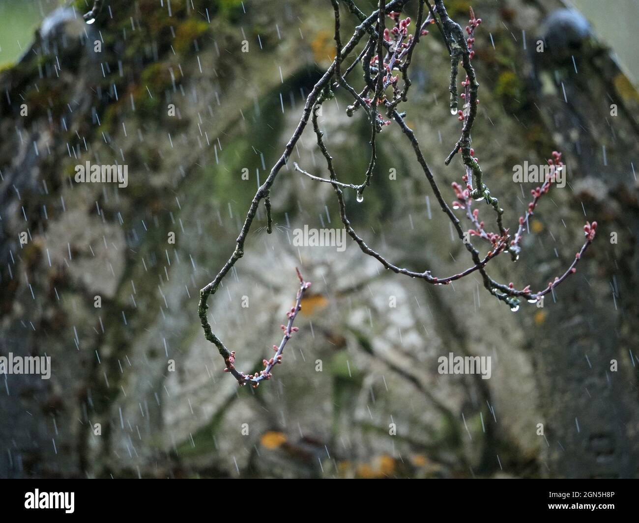 defocussed mossy gravestone with monumental carving behind pink Spring ...