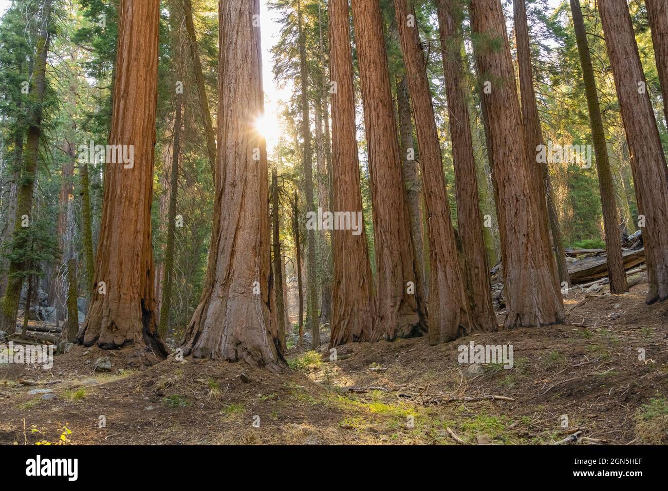 Lush Sequoia tree grove at Sequoia National Park, California, USA Stock ...