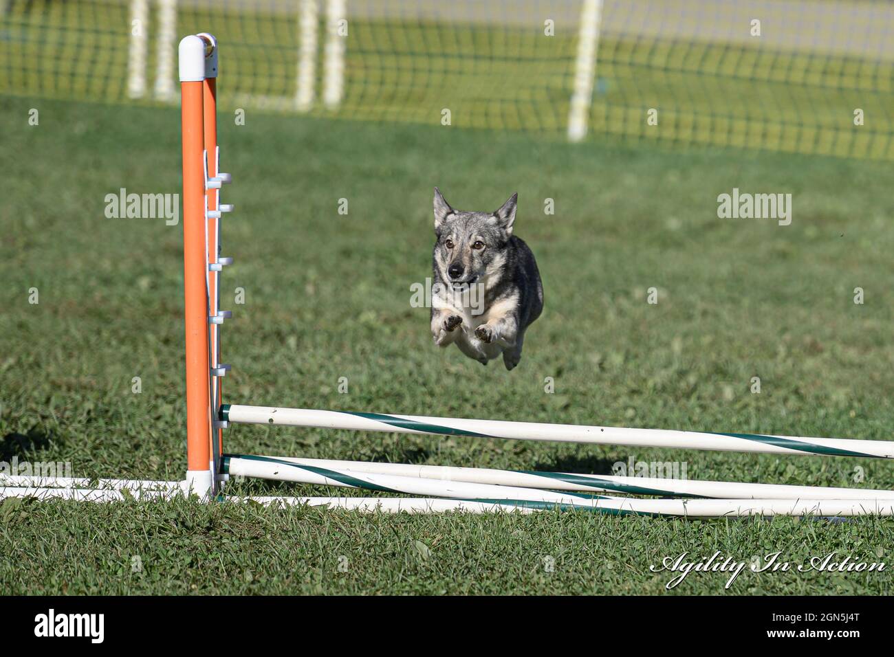 Agility Trial Double Jump Stock Photo - Alamy