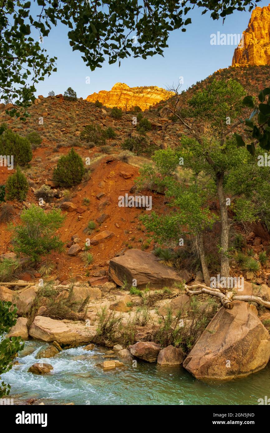 The Virgin River flows through Zion National Park and the colors of ...
