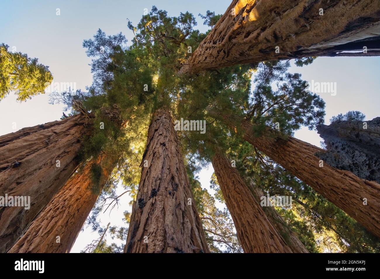 Lush Sequoia tree grove at Sequoia National Park, California, USA Stock ...