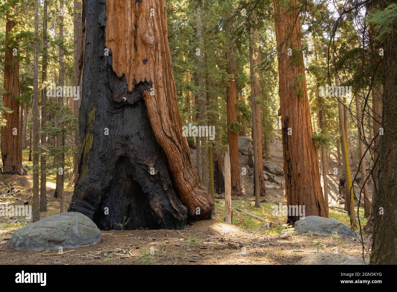 Damaged, burnt Sequoia trees from 2020 Castle Fire at Sequoia National ...