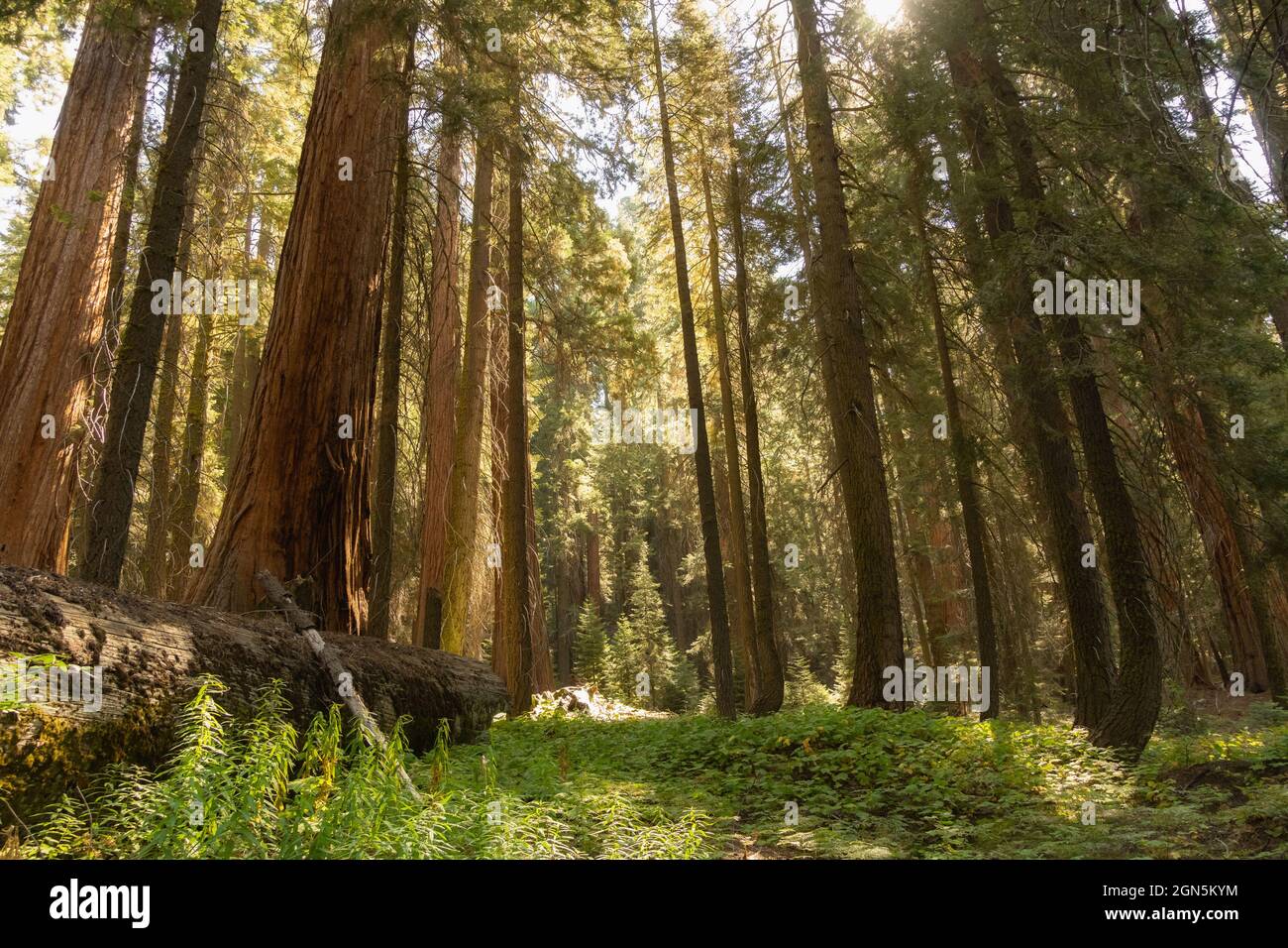 Lush Sequoia tree grove at Sequoia National Park, California, USA Stock ...