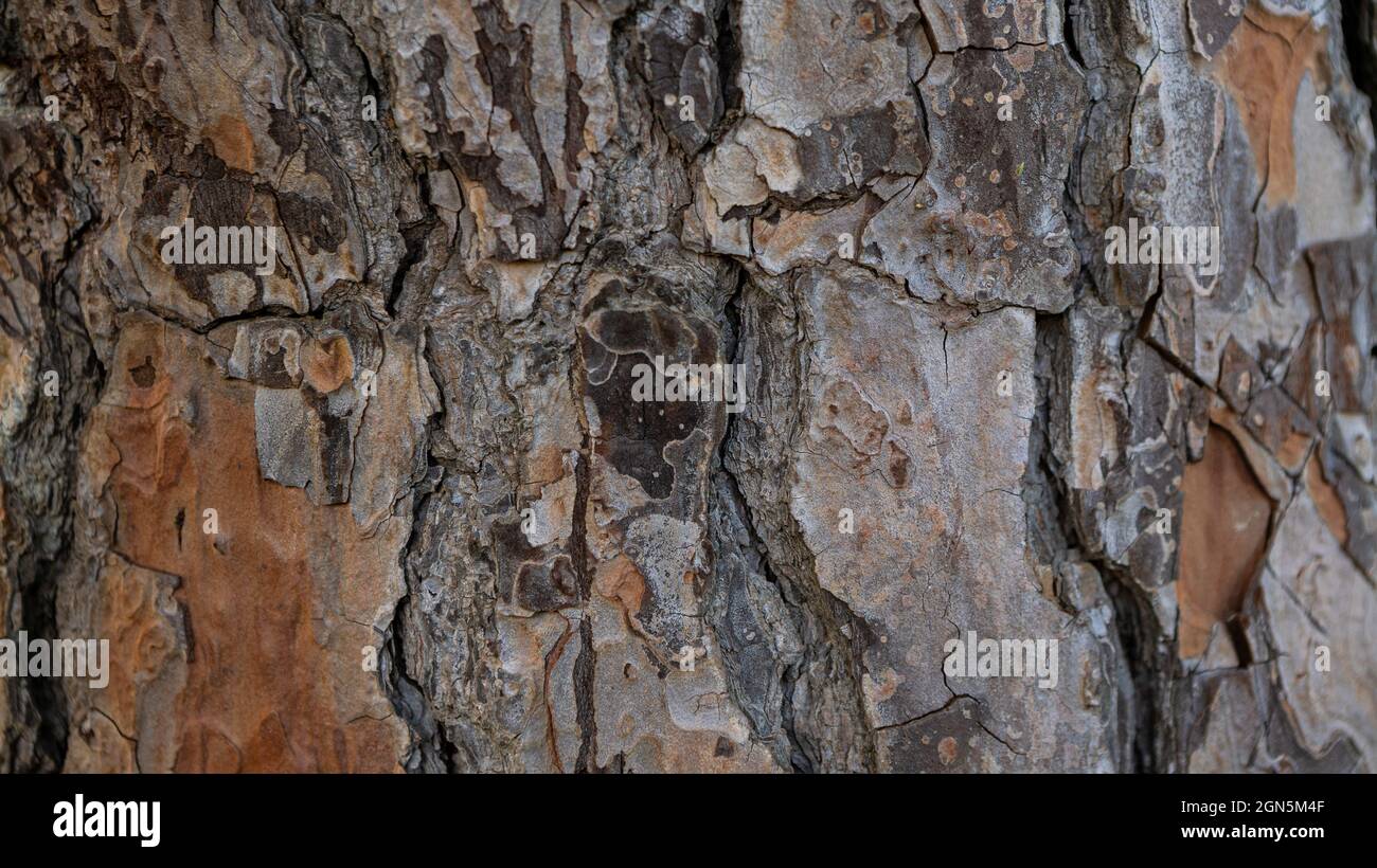Stone pine tree trunk of Europe. The brown bark of old tree as the ...