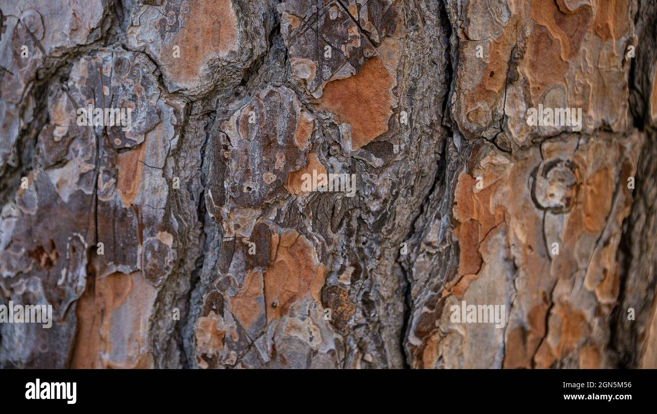 Stone pine tree trunk of Europe. The brown bark of old tree as the ...