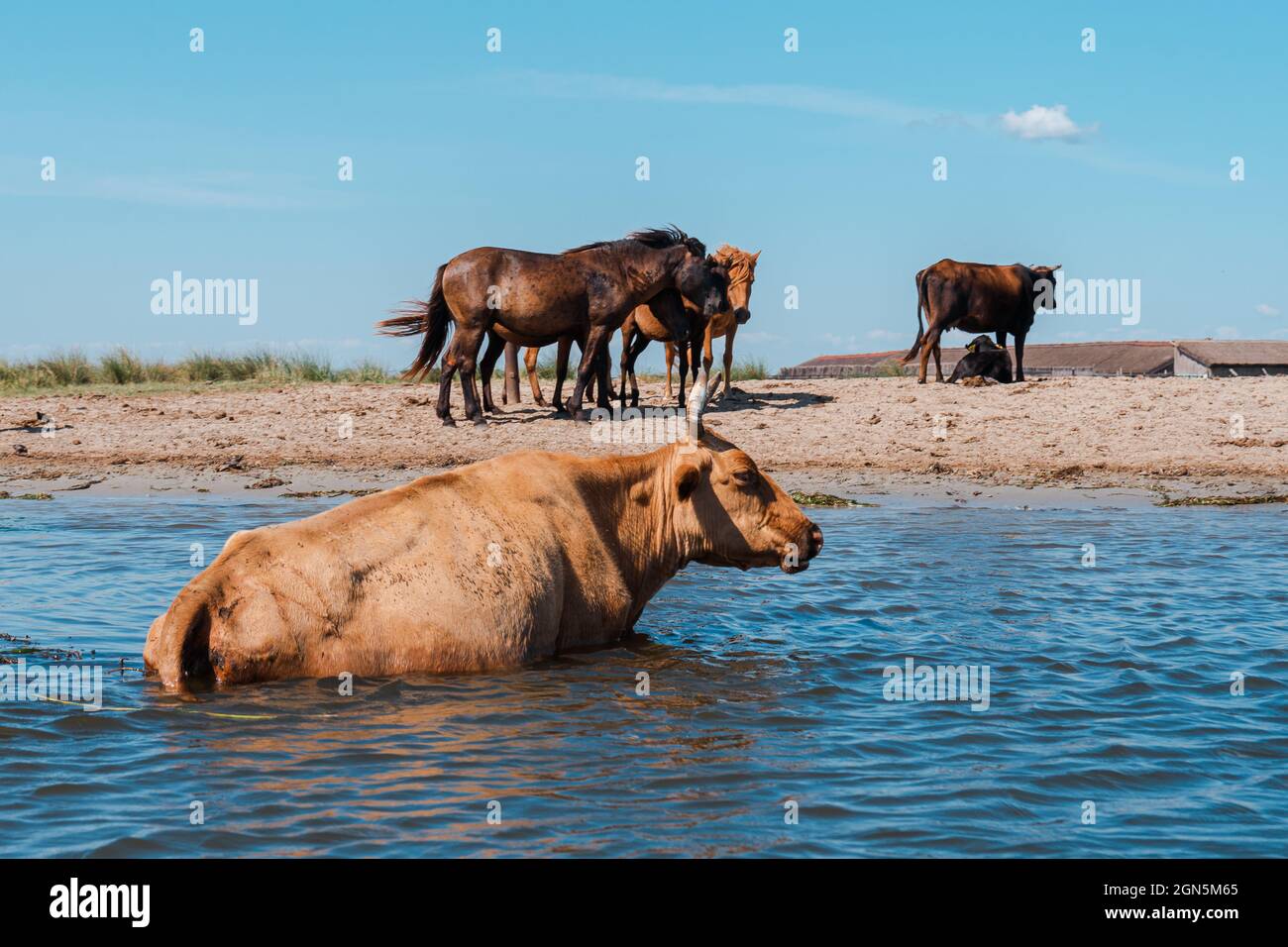 Domestic bull swimming in the water on the background of horses on the ...