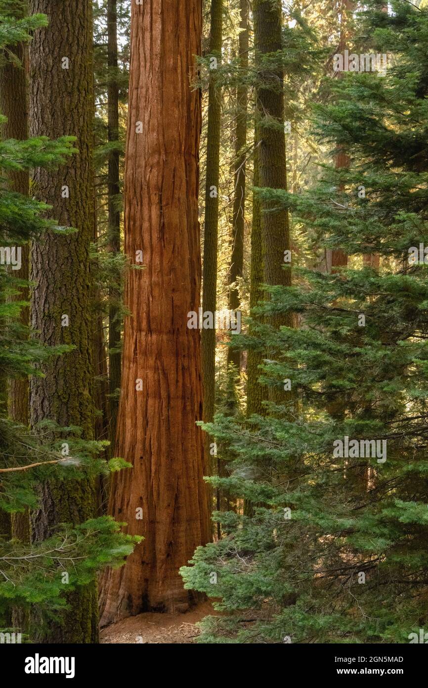 Single tall Sequoia tree in a lush forest at Sequoia National Park ...