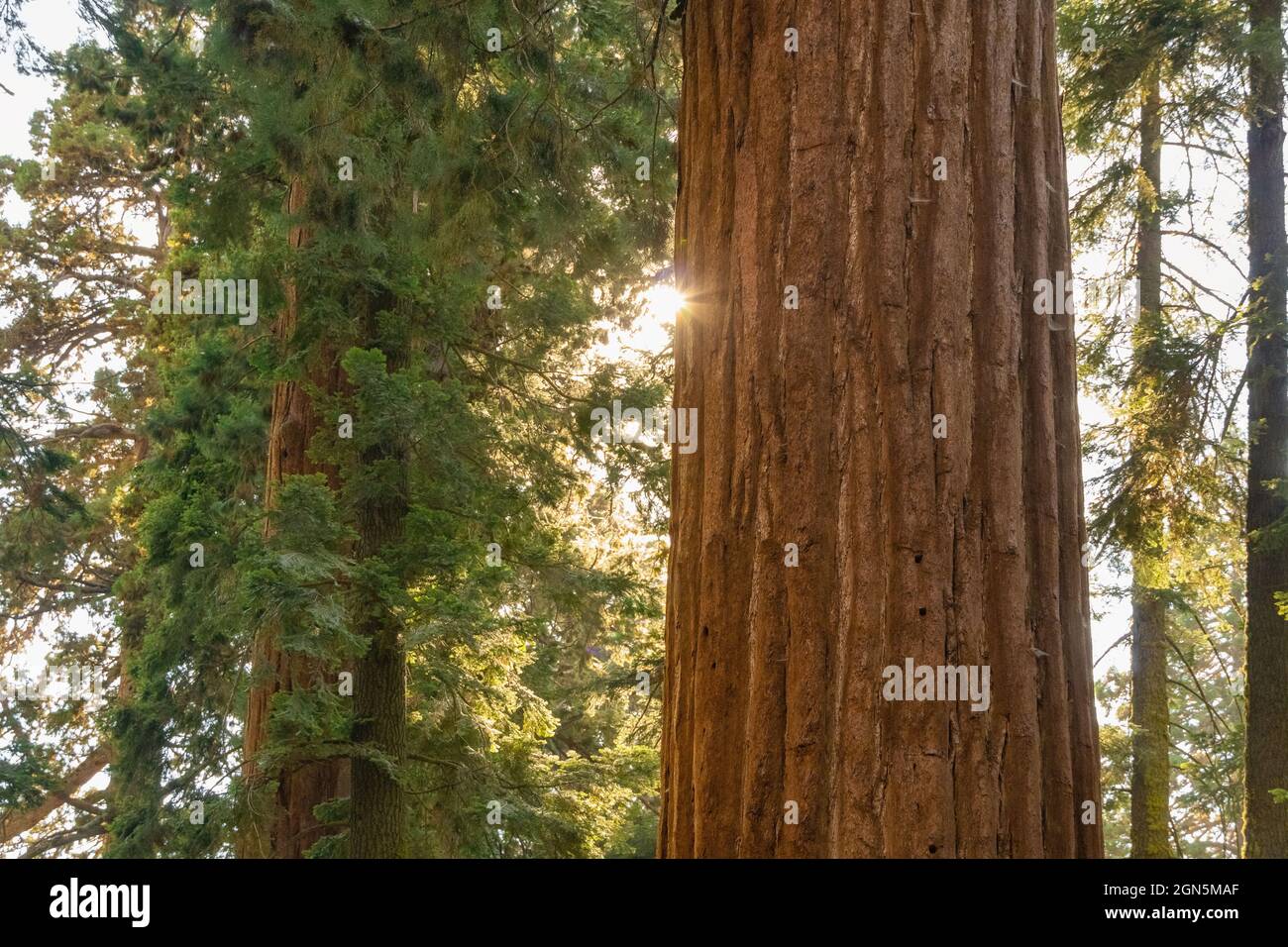 Sun peaking out from behind a single sequoia tree in a lush forest at ...