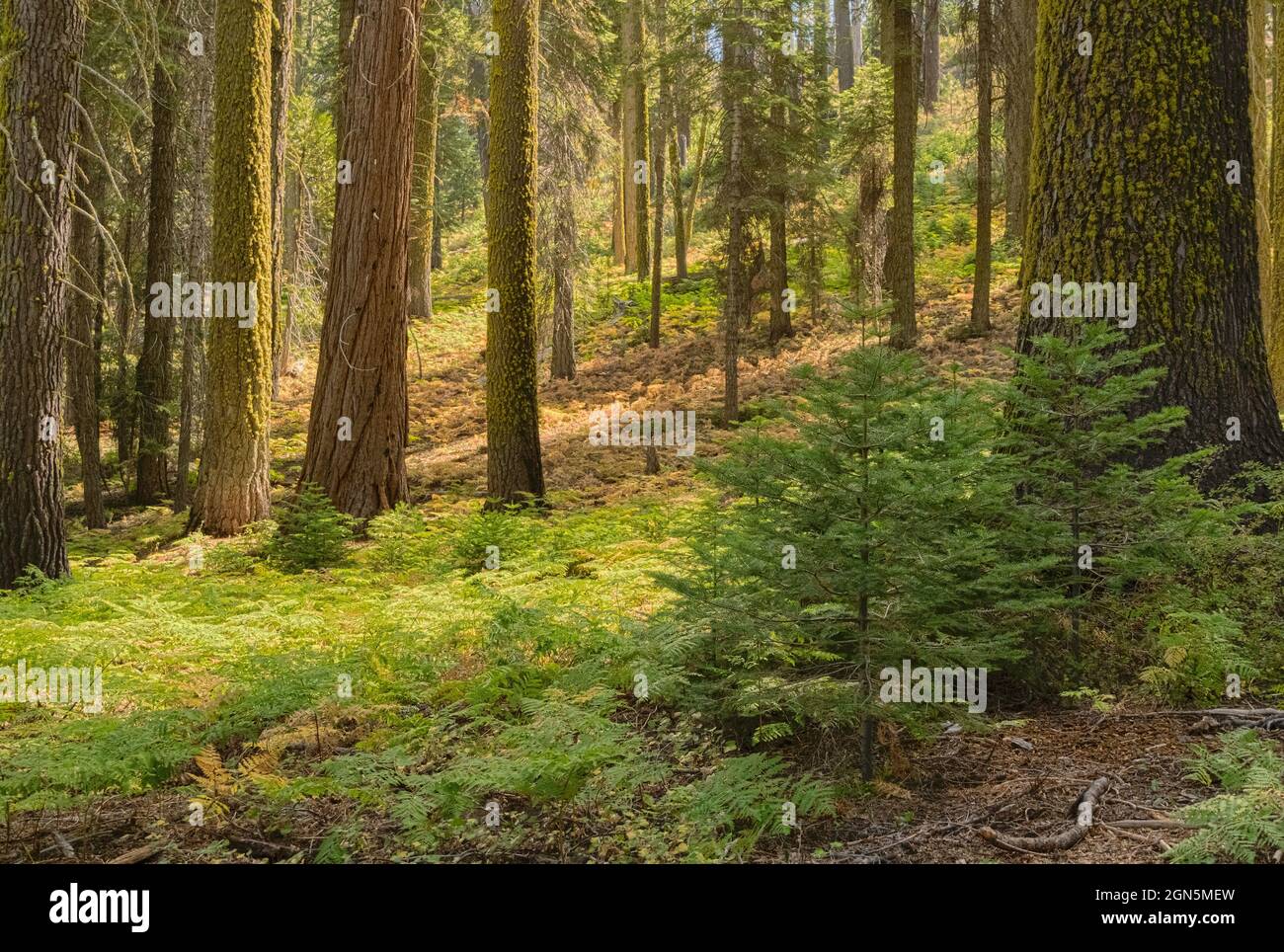 Group of young trees growing within a lush Sequoia tree grove at ...