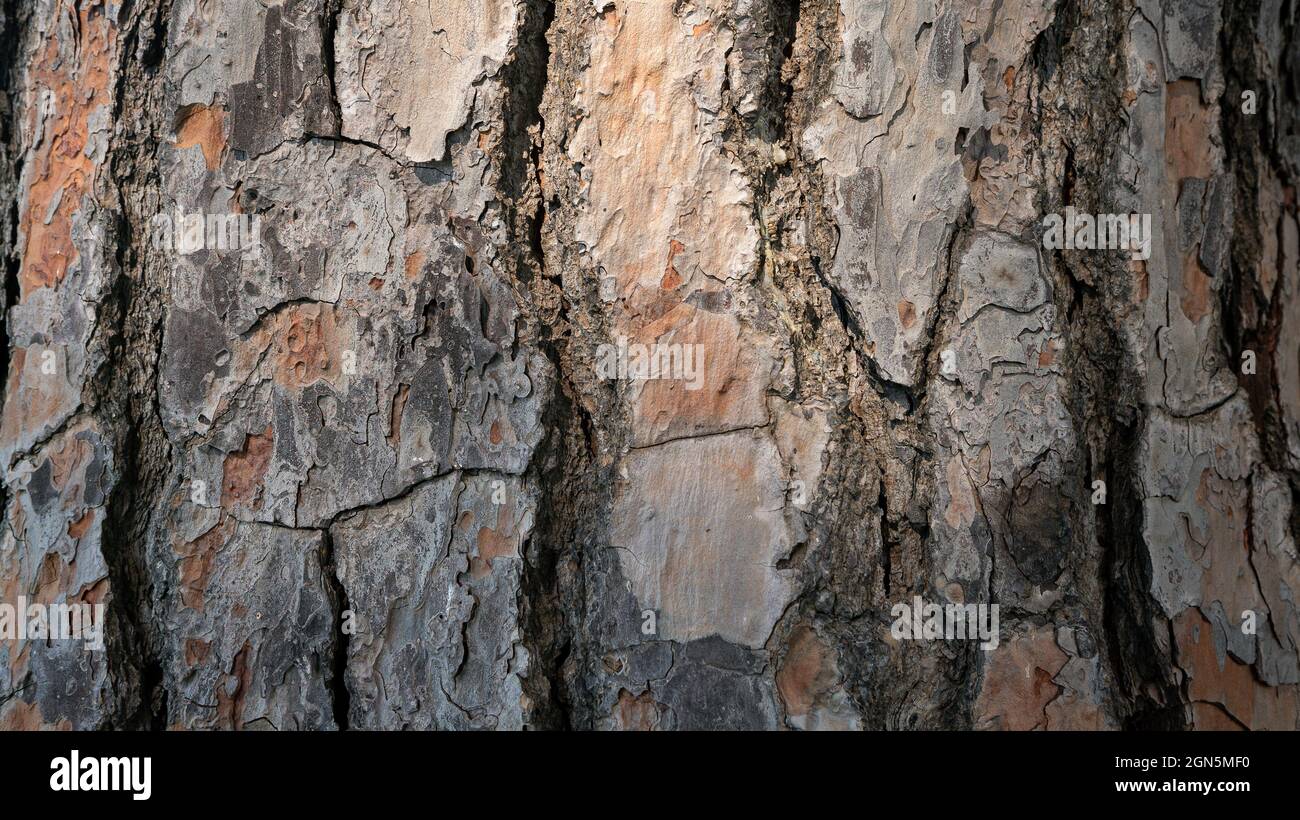 Stone pine tree trunk of Europe. The brown bark of old tree as the ...