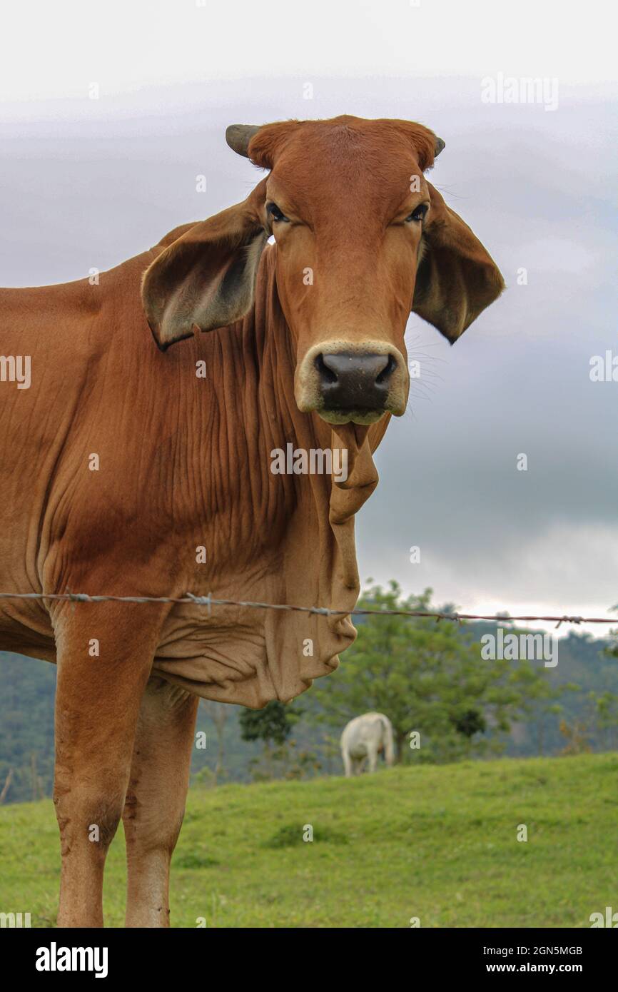 Vertical shot of a cow in the field Stock Photo - Alamy