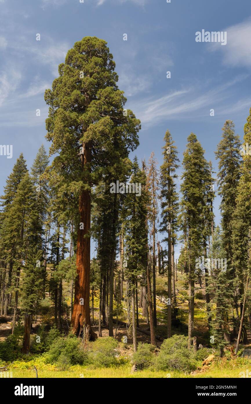 Single Giant Sequoia Tree Amongst a Pine Forest at Sequoia National ...