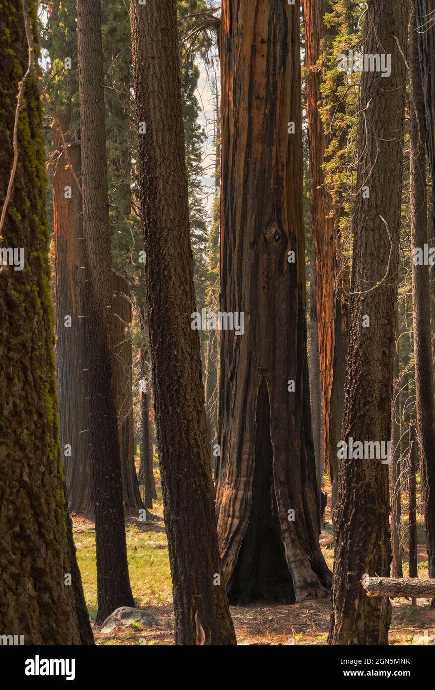 Damaged, burnt Sequoia trees from 2020 Castle Fire at Sequoia National ...