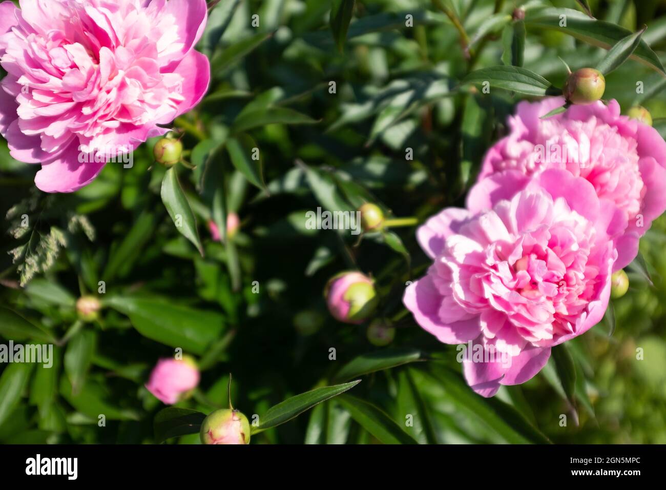 Selective focus: pink peonies in the summer garden at the sun day ...