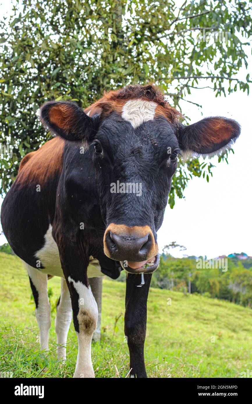 Vertical shot of a cow in the field Stock Photo - Alamy
