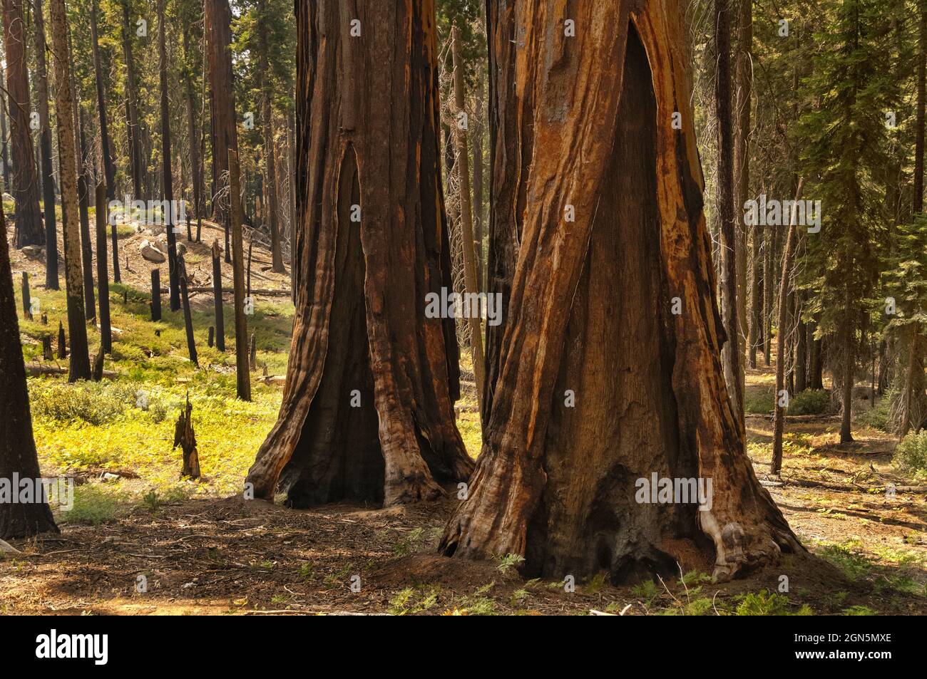 Damaged, burnt Sequoia trees from 2020 Castle Fire at Sequoia National ...